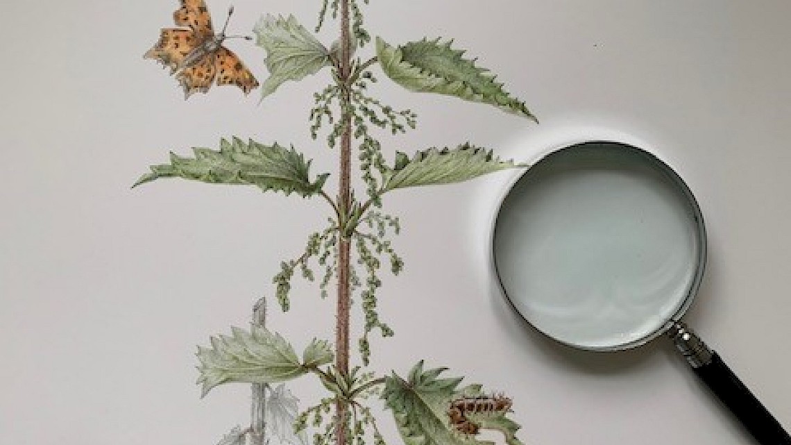 Workshop botanisch tekenen - Naober Magazine