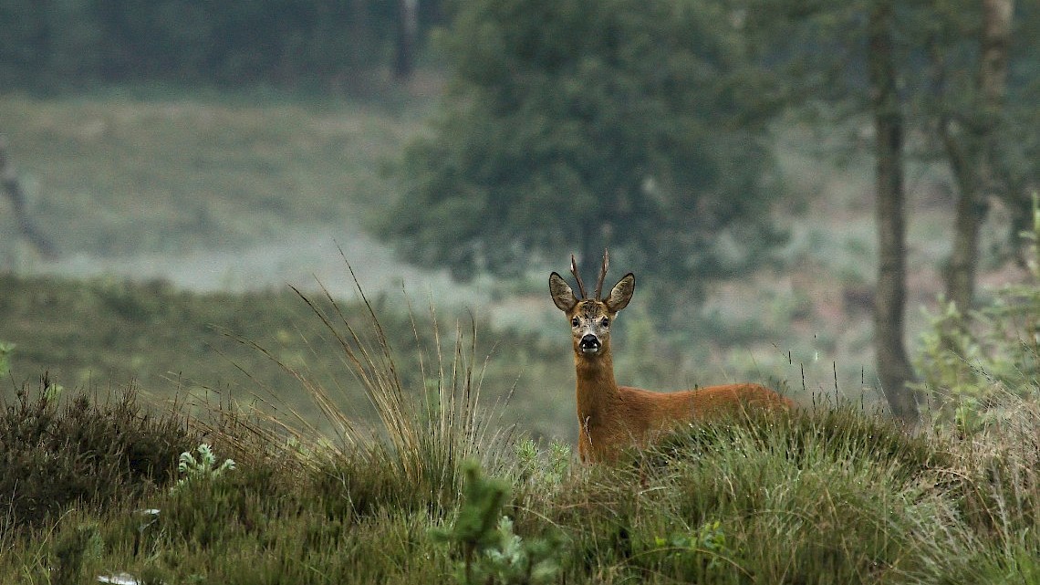 Wandelen met de boswachter over de Veluwe - Naober Magazine